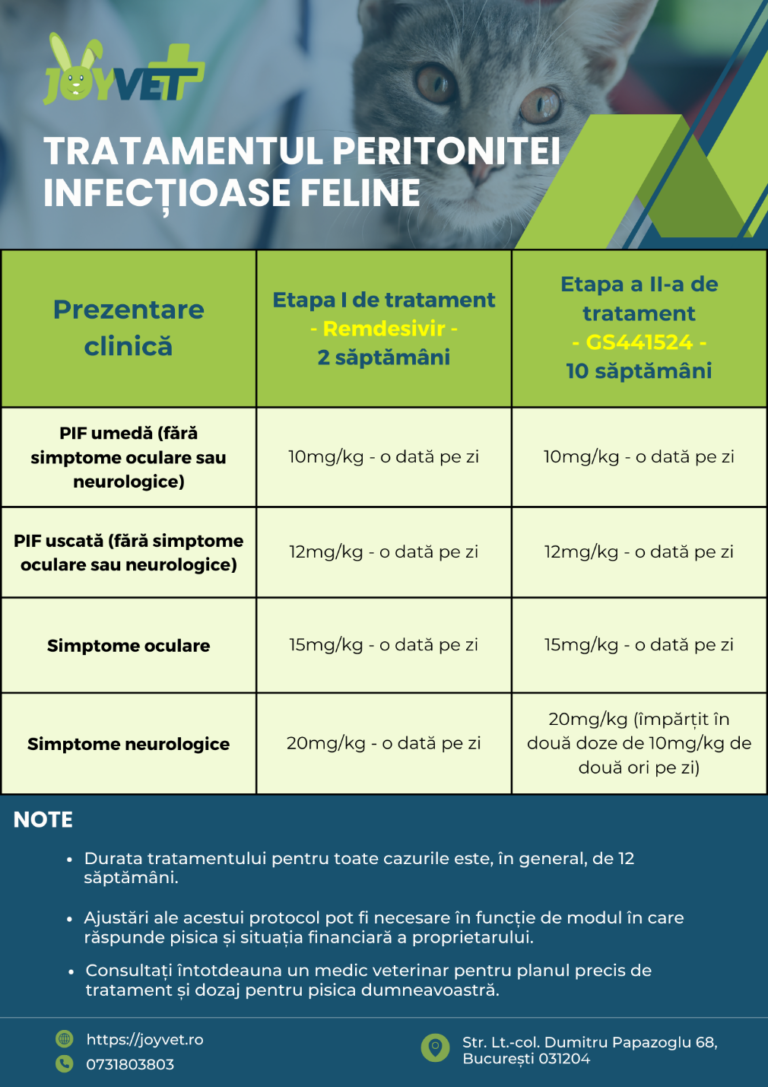 Tratamentul Peritonitei Infecțioase Feline (PIF) - Joyvet - Cabinet ...