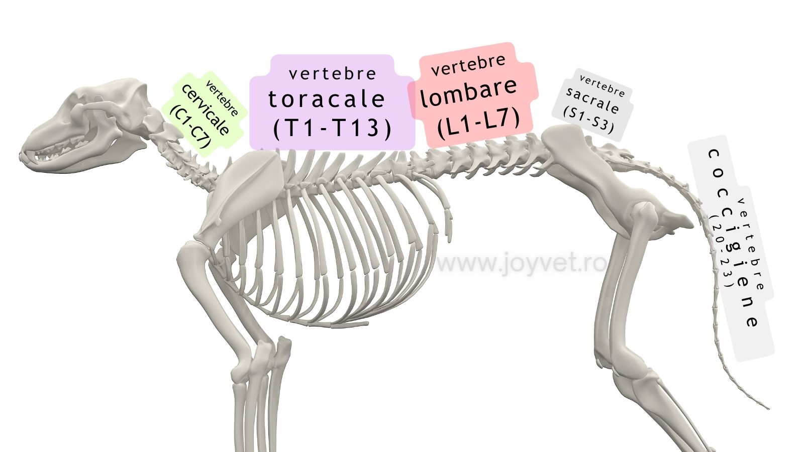 Hernia de disc la câini - Joyvet – Cabinet Veterinar Sector 3